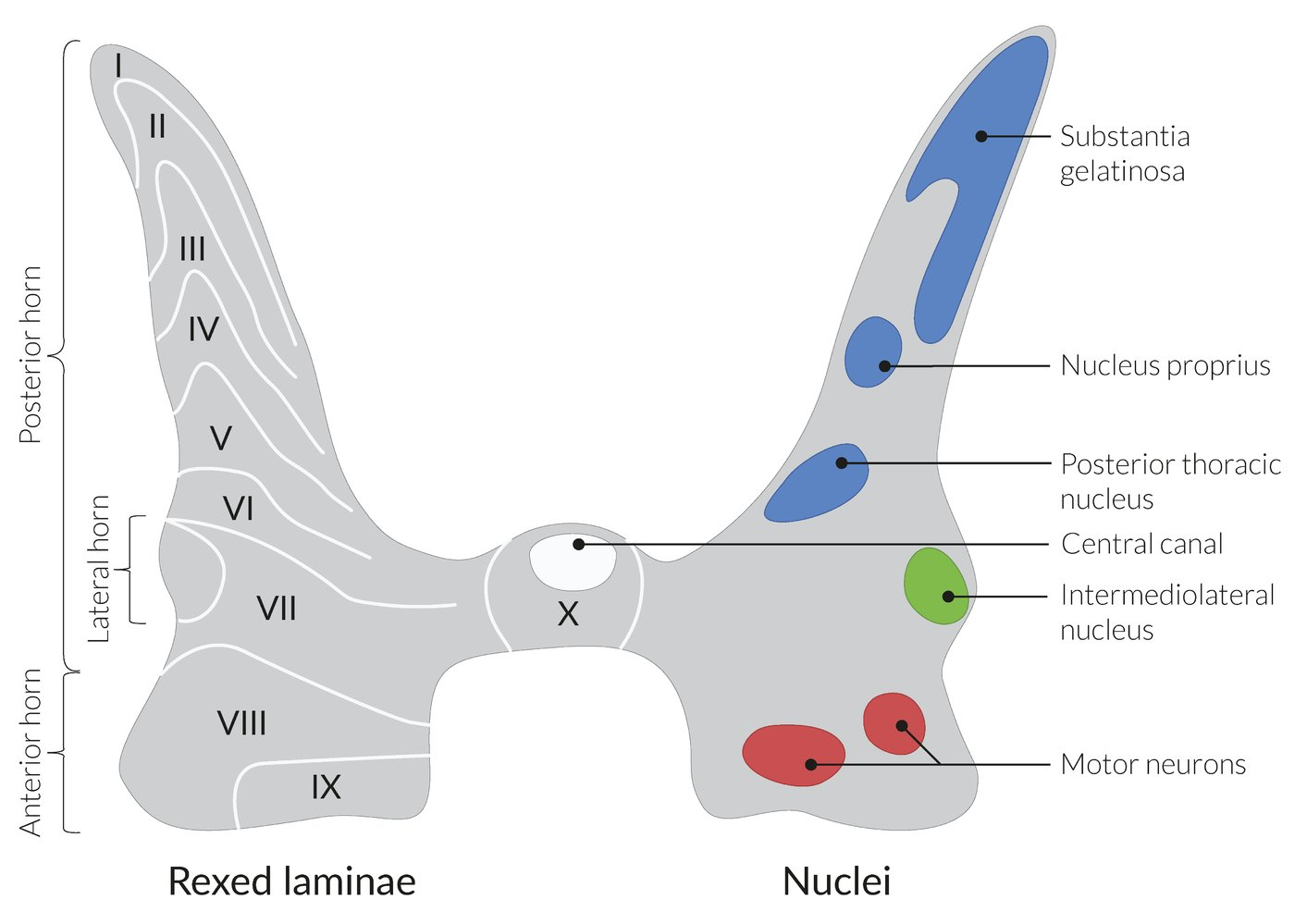 تعریف درد و مراحل ادراک آن – مدرسه پزشکی